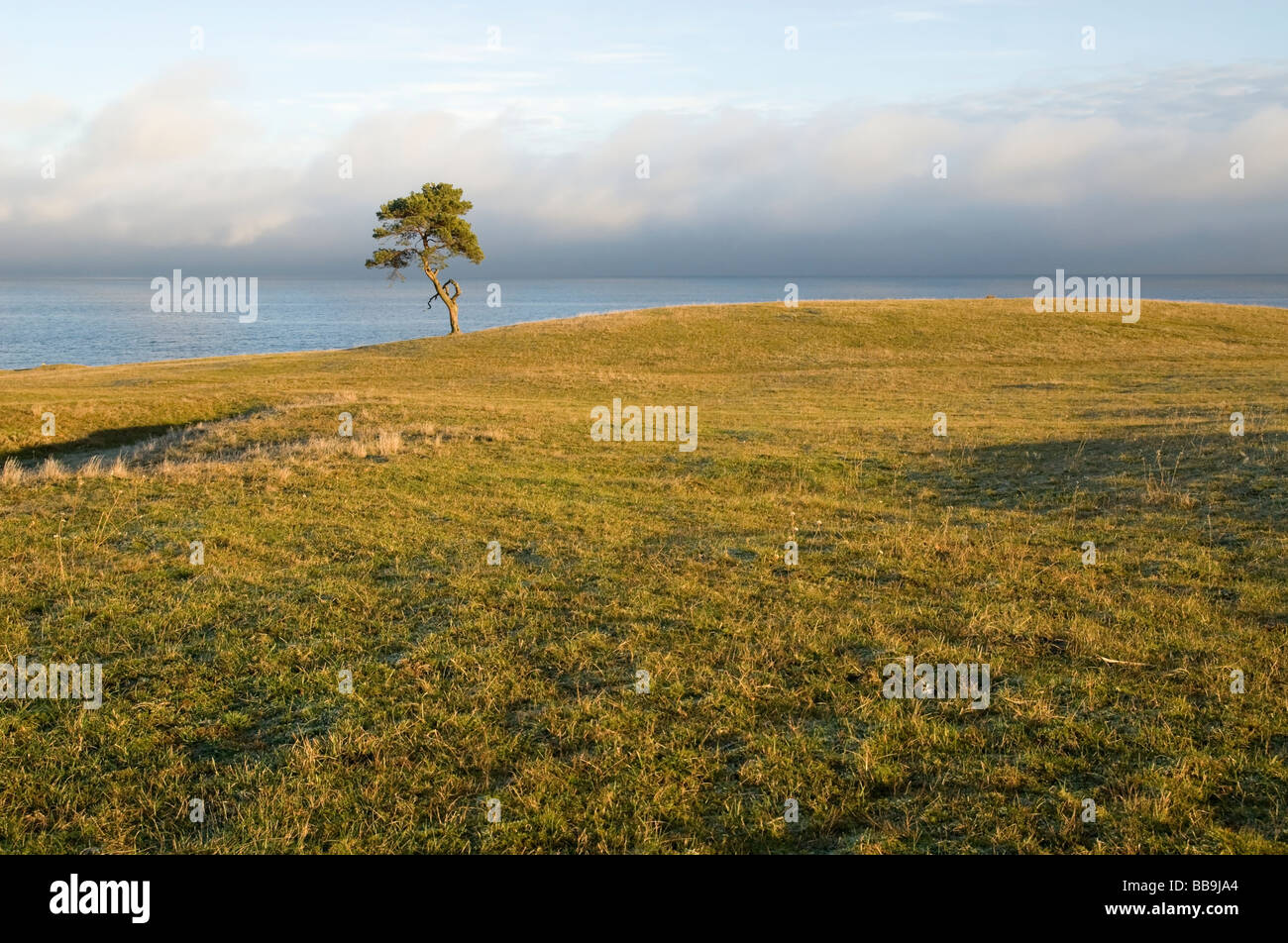 Singel tree with hi-res stock photography and images - Alamy