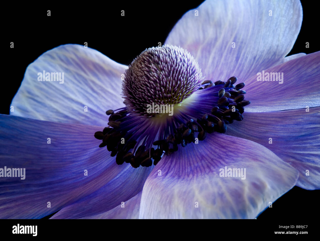 Closeup of blue anemone bloom on black background Stock Photo - Alamy