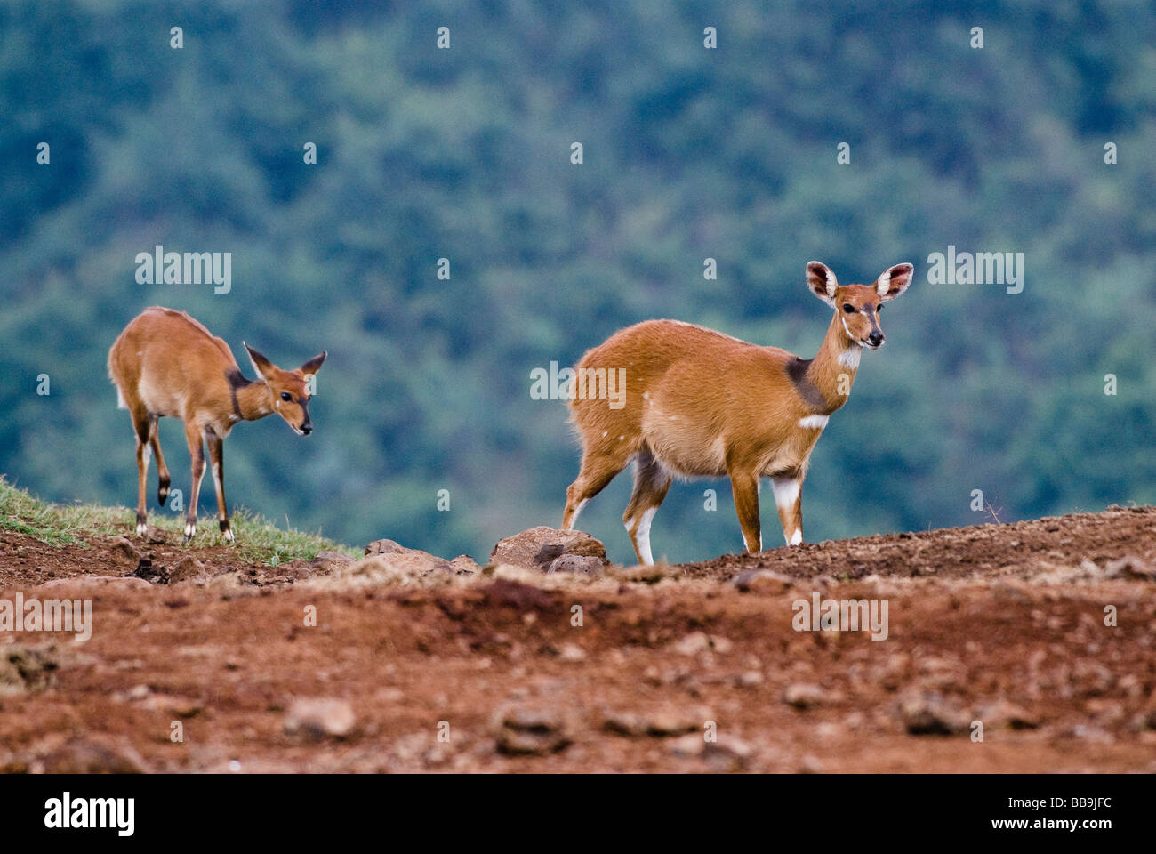 female Bushbuck Tragelaphus scriptus THE ARK ABERDARE NATIONAL PARK ...