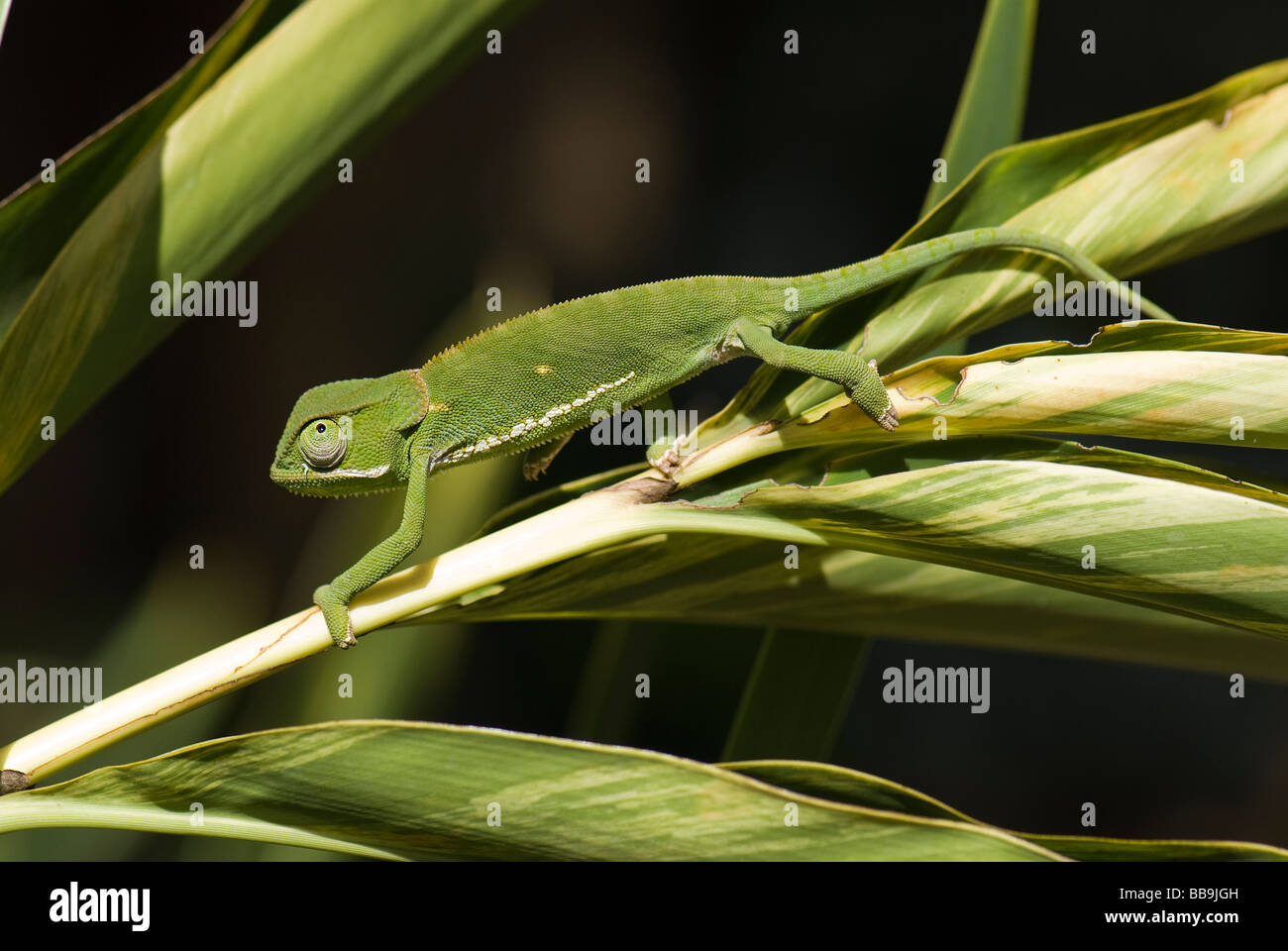 Flap necked chameleons hi-res stock photography and images - Alamy