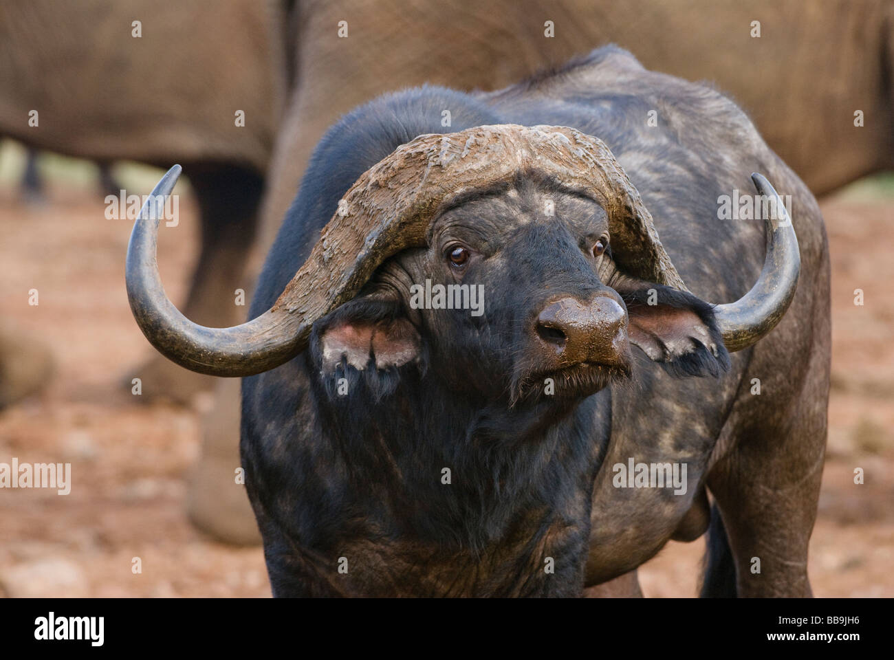 African buffalo Syncerus caffer THE ARK ABERDARE NATIONAL PARK KENYA ...