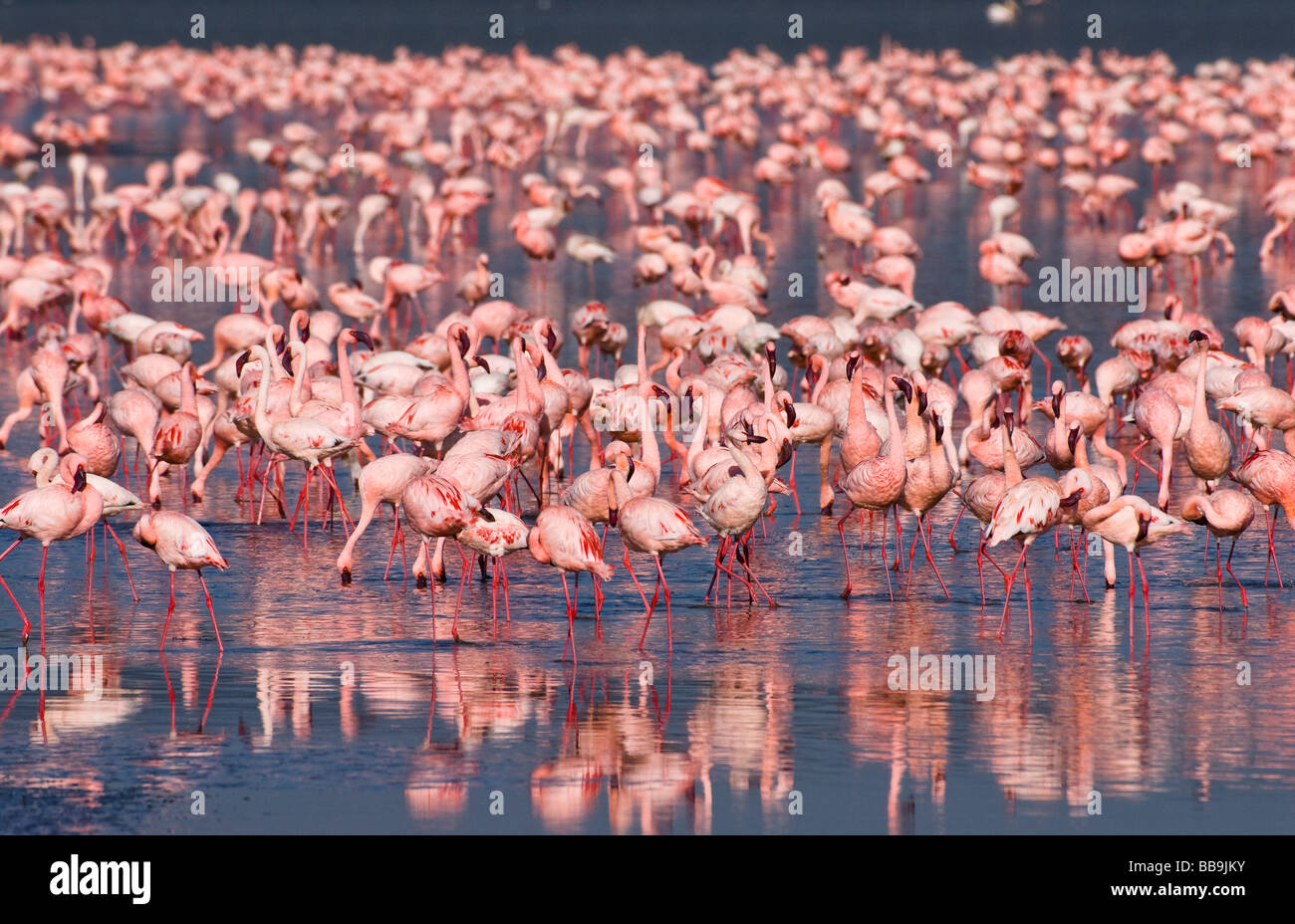 flamboyance of Lesser Flamingos Phoenicopterus minor NAKURU NATIONAL ...