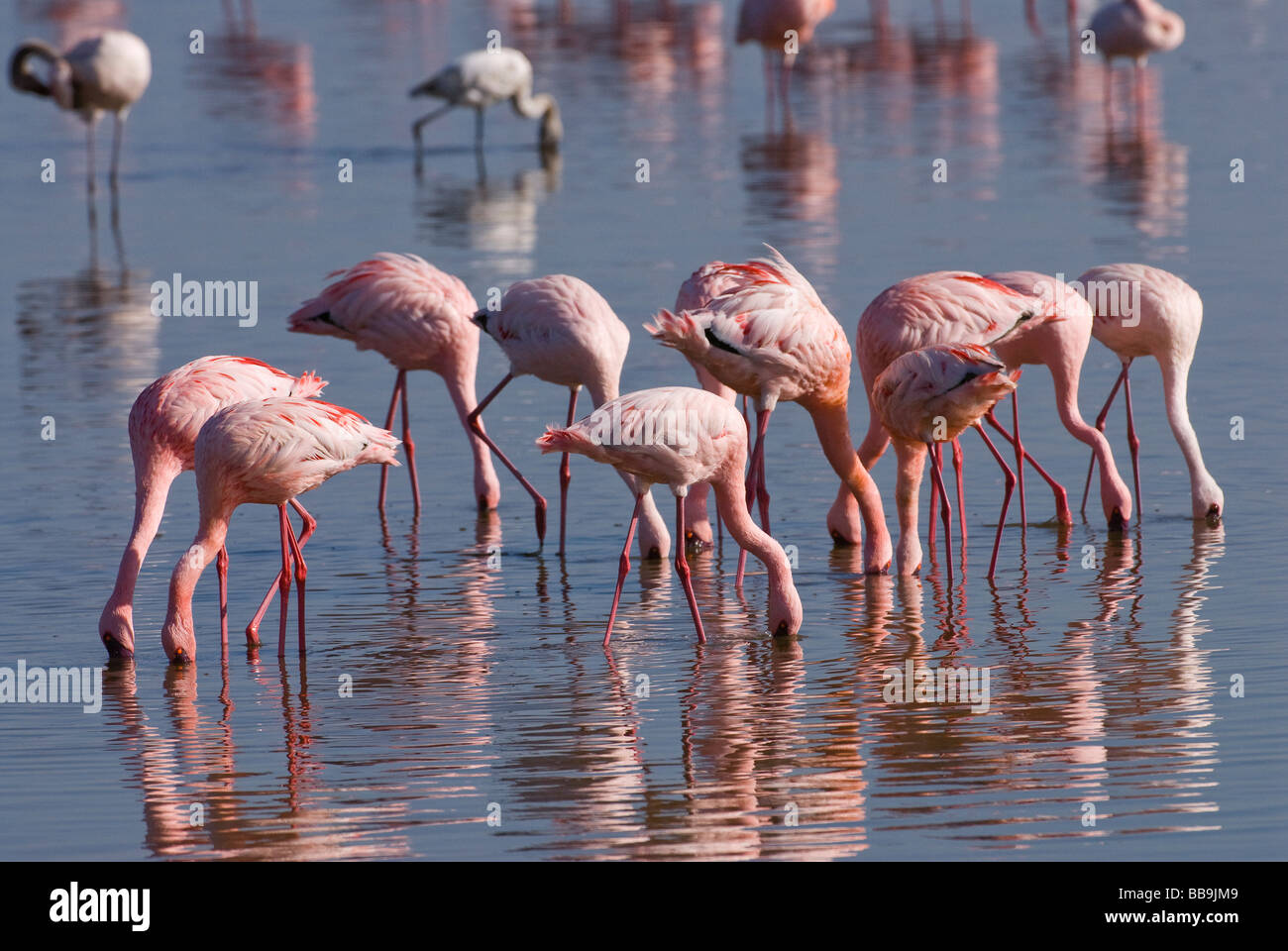 flamboyance of Lesser Flamingos Phoenicopterus minor NAKURU NATIONAL ...