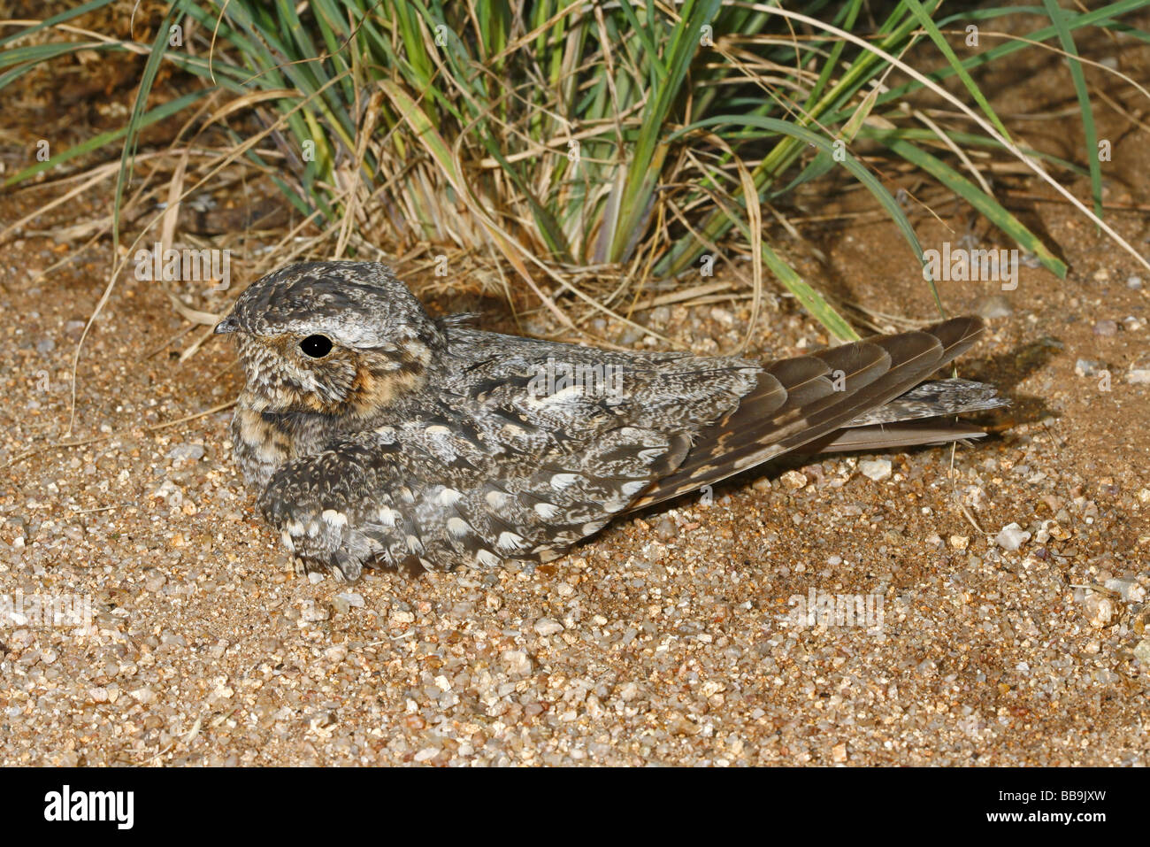 Nighthawk hi-res stock photography and images - Alamy