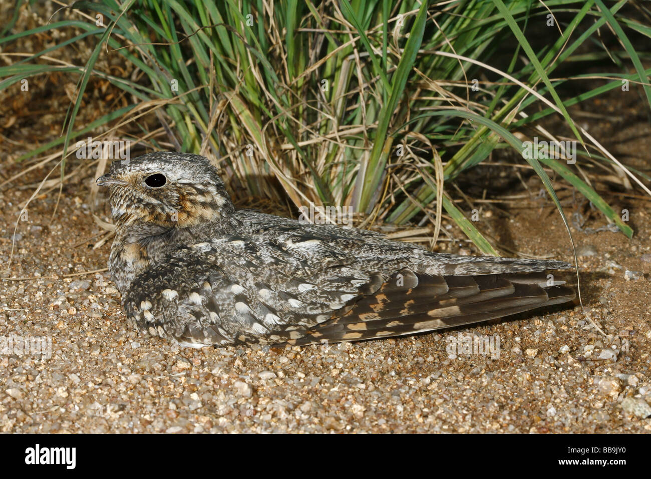 Nighthawk moth hi-res stock photography and images - Alamy
