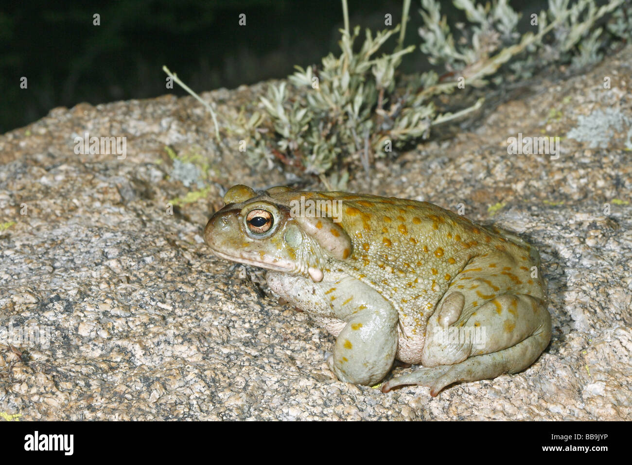 Sonoran Desert Toad Stock Photo - Alamy