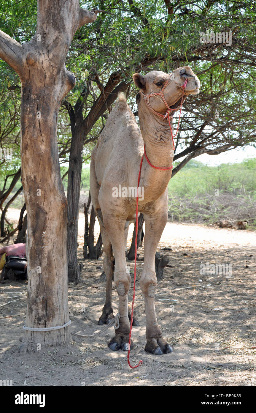 Gujarat camel hi-res stock photography and images - Alamy