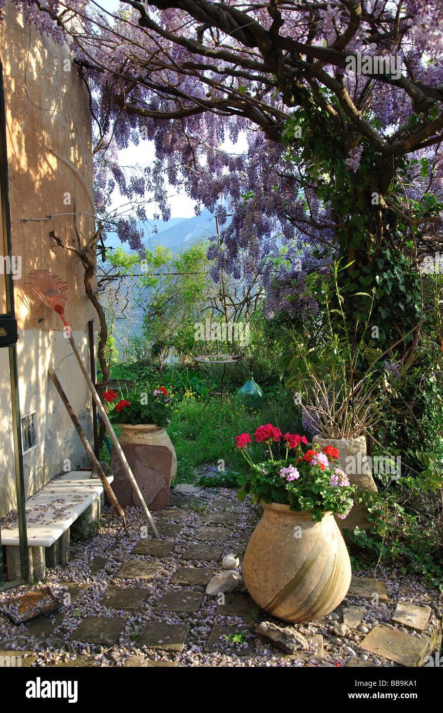 Spring Wisteria in full flower in a garden in the The Mountain Village ...
