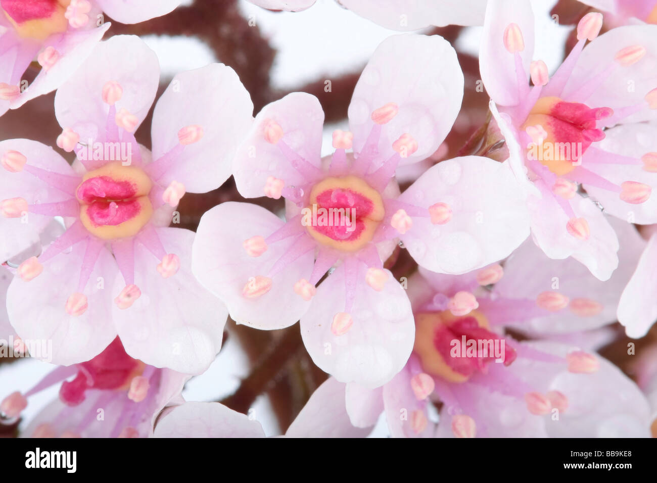 Pink Spring flowers closeup over white background Stock Photo - Alamy