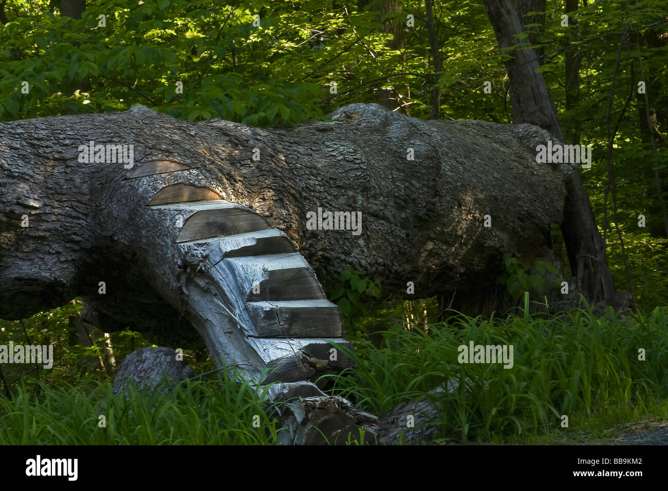 Fallen from a maple tree hi-res stock photography and images - Alamy