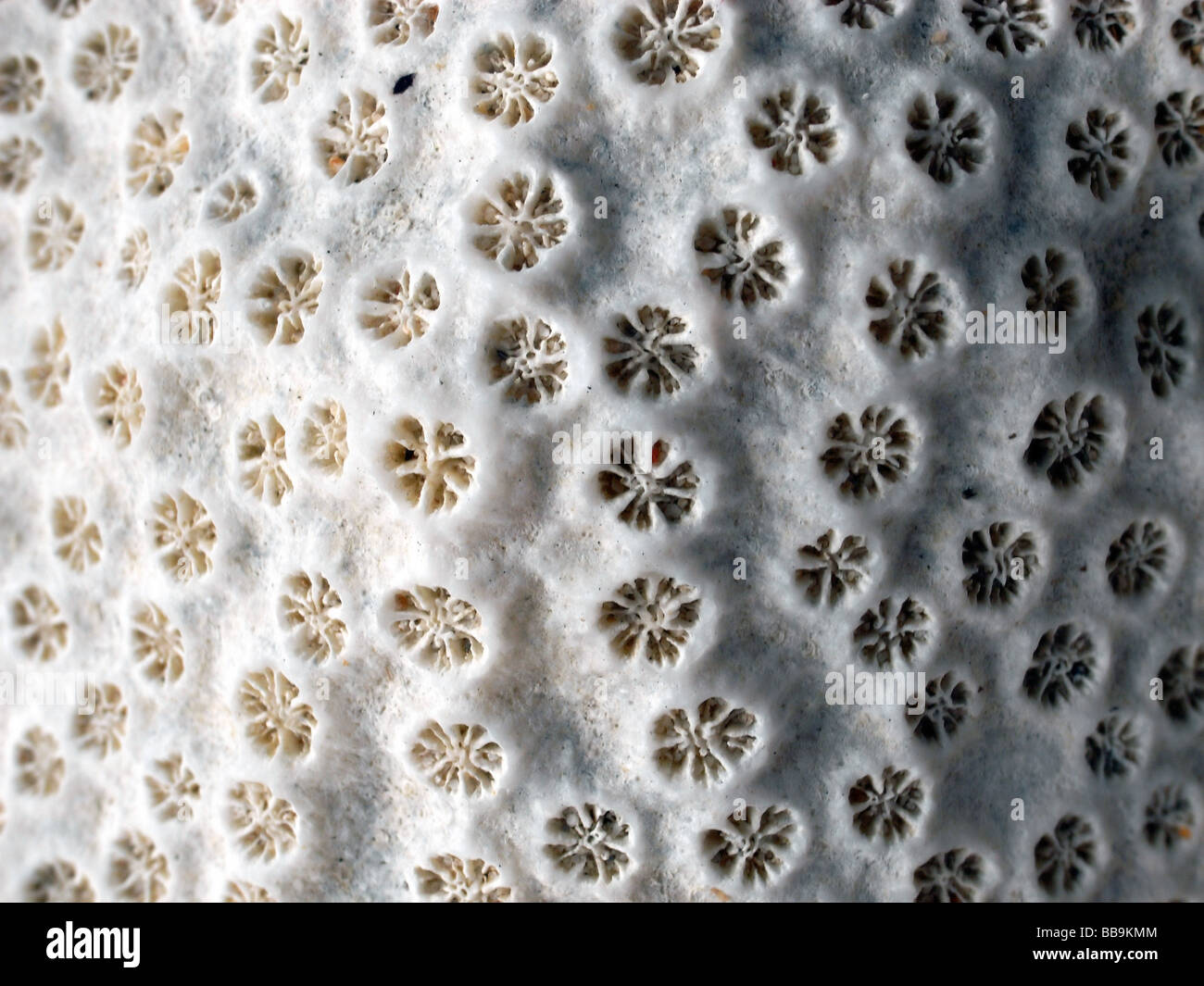 Dead coral skeleton High Resolution Stock Photography and Images - Alamy