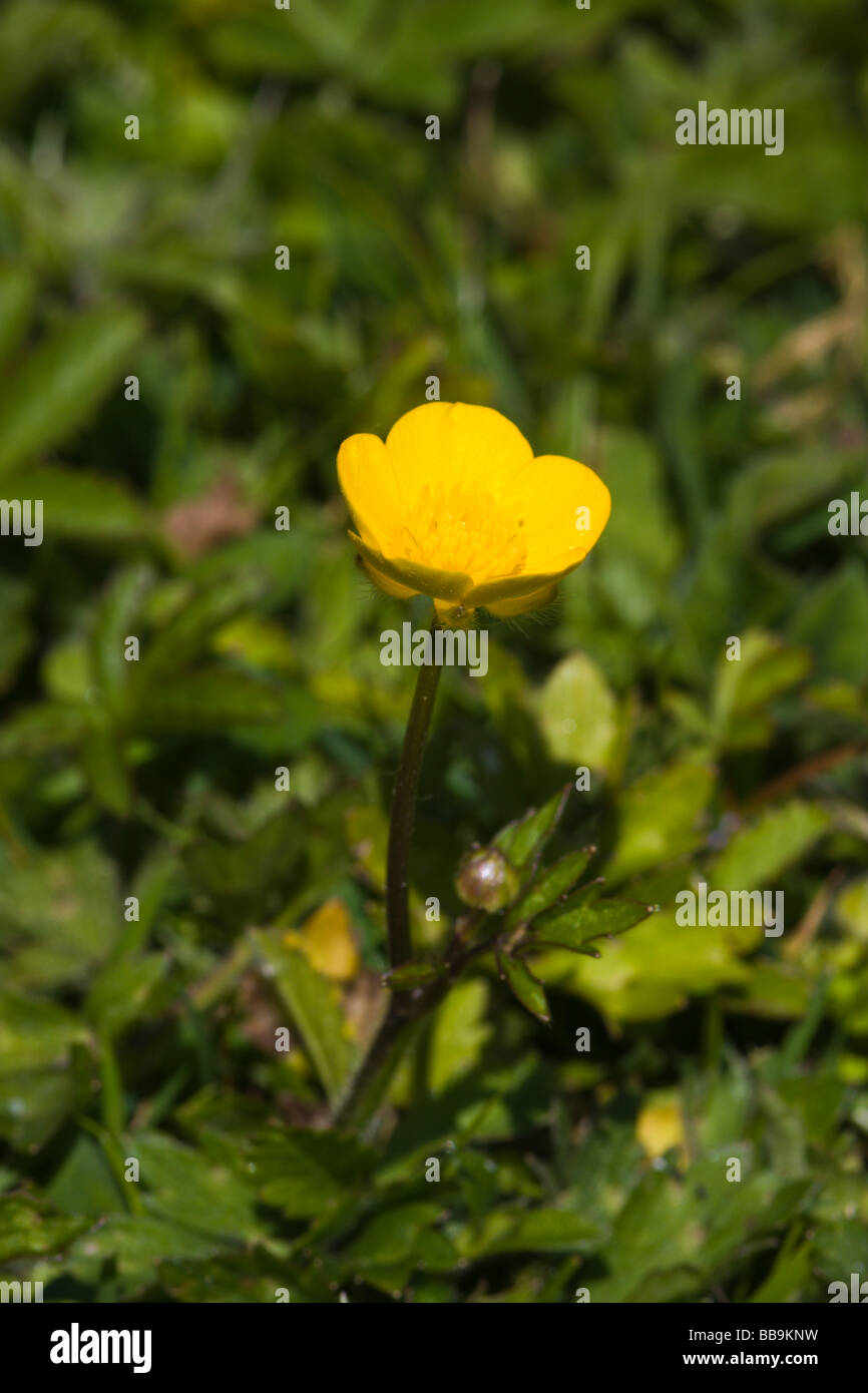 Creeping buttercup weeds hi-res stock photography and images - Alamy