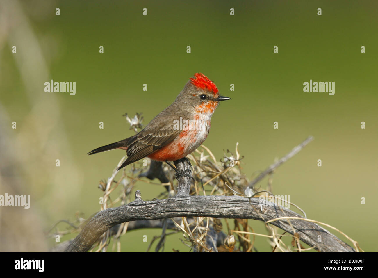 Vermilion bird hi-res stock photography and images - Alamy