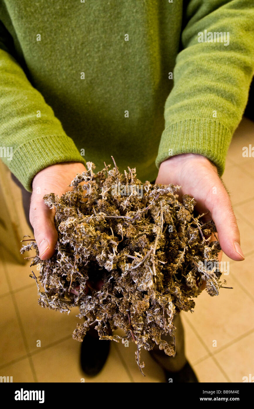 Alpe Distillery artemisia for Genepy Hone Aosta Italy Stock Photo - Alamy
