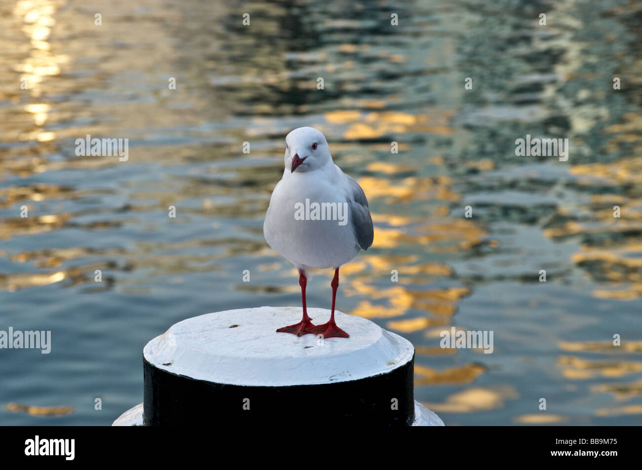 Seagull Sydney Stock Photos & Seagull Sydney Stock Images - Alamy