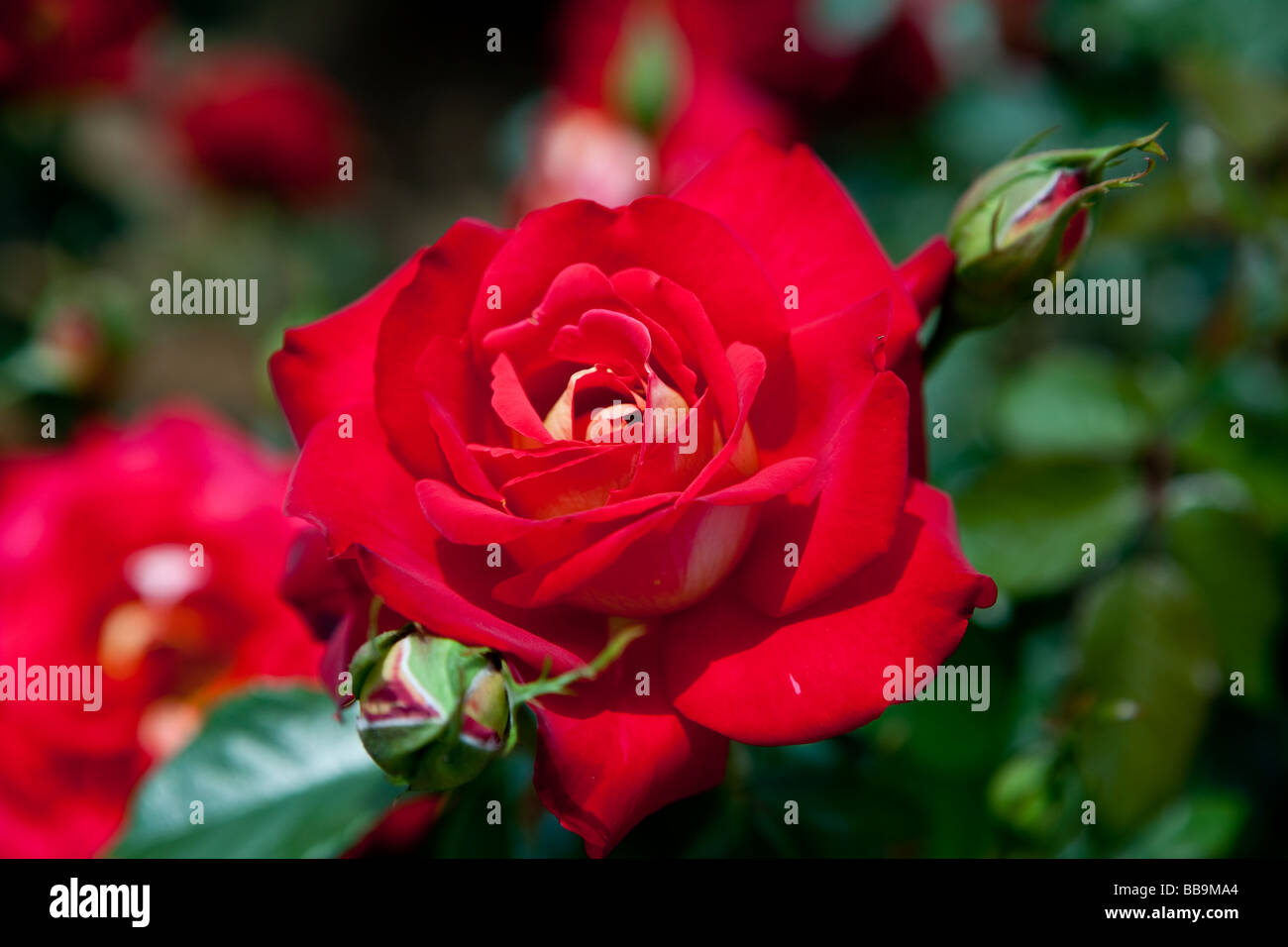 Beautiful Red Rose & buds Stock Photo - Alamy