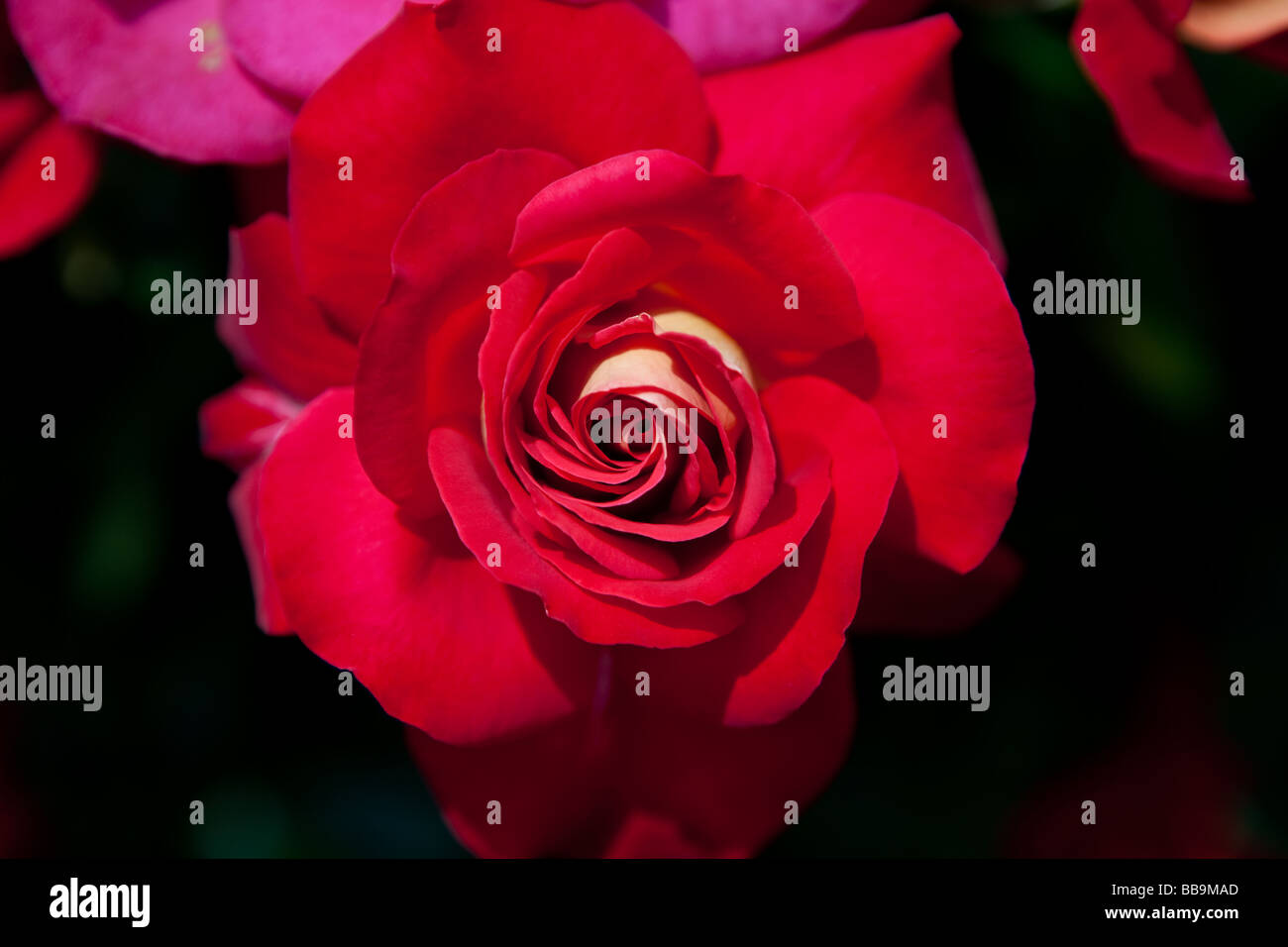 Beautiful Red Rose Stock Photo - Alamy