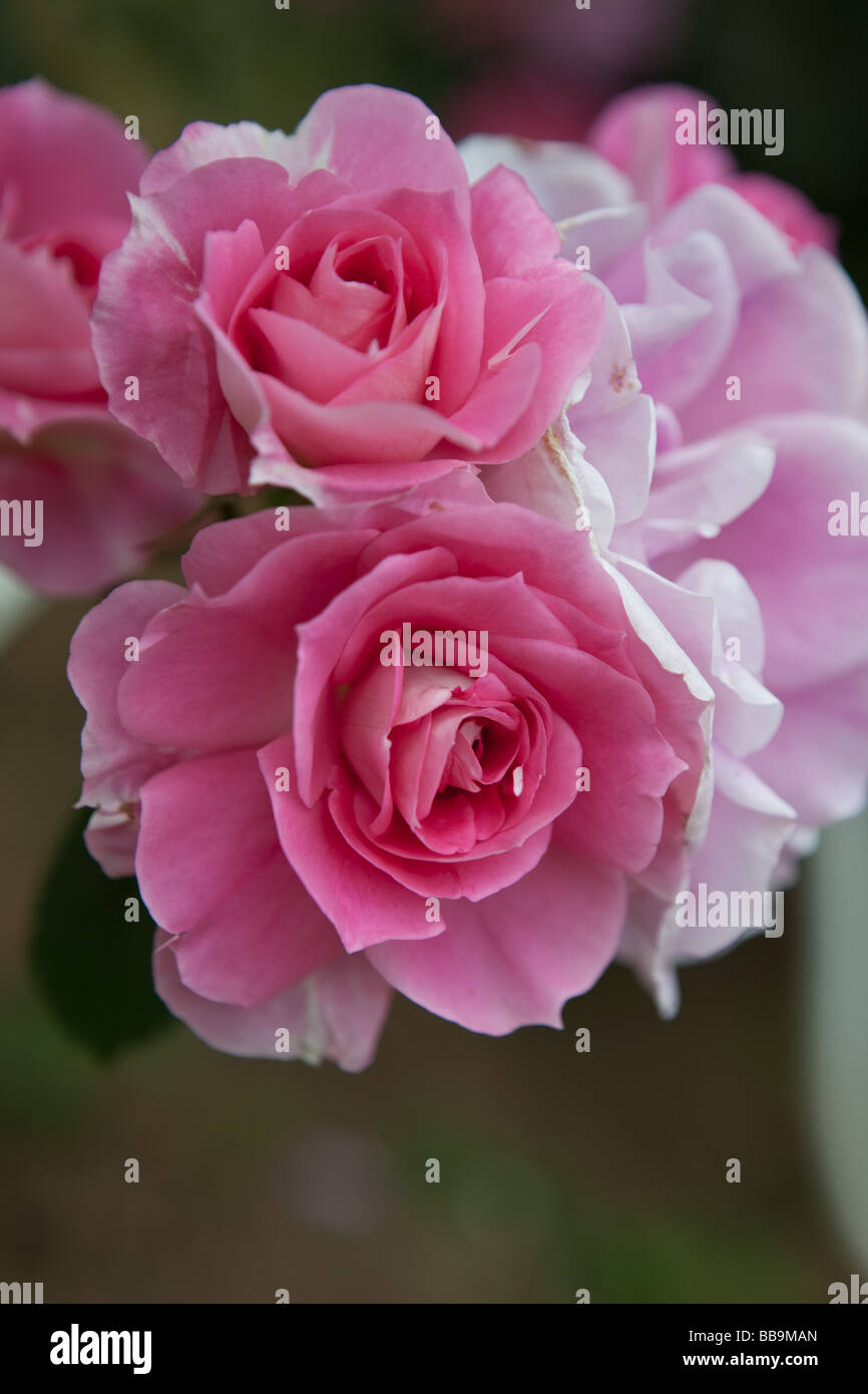 Beautiful pink Roses Stock Photo - Alamy