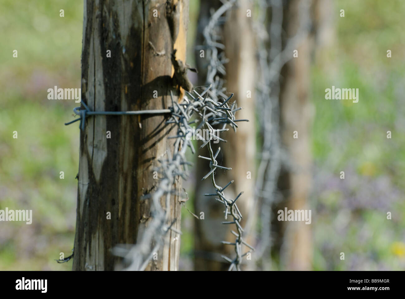 Wooden columnes and barbered wire Stock Photo - Alamy