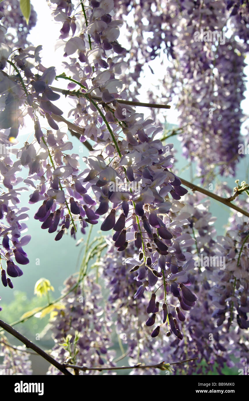 Spring Wisteria in full flower in a garden in the The Mountain Village ...