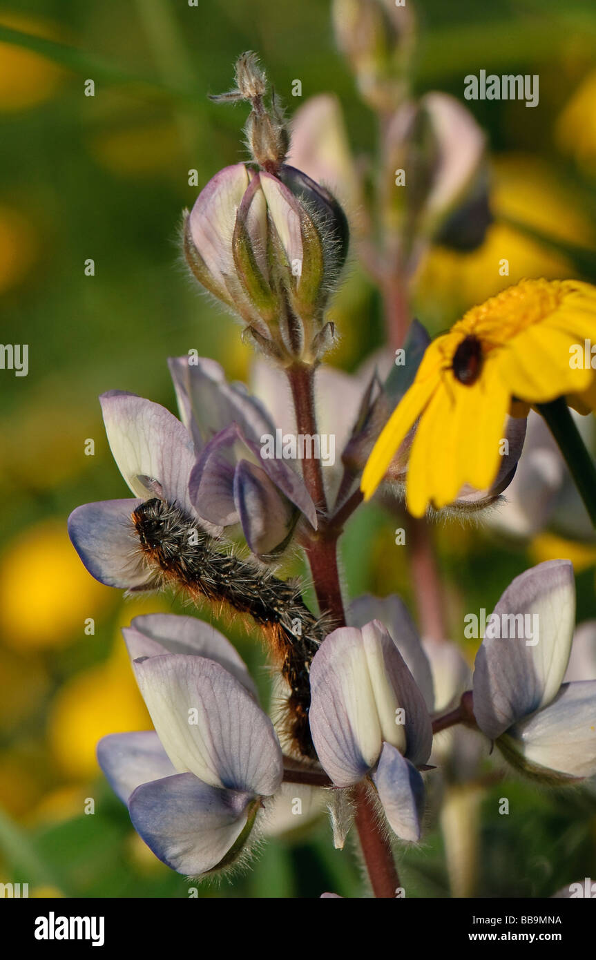 Caterpillar flower hi-res stock photography and images - Alamy