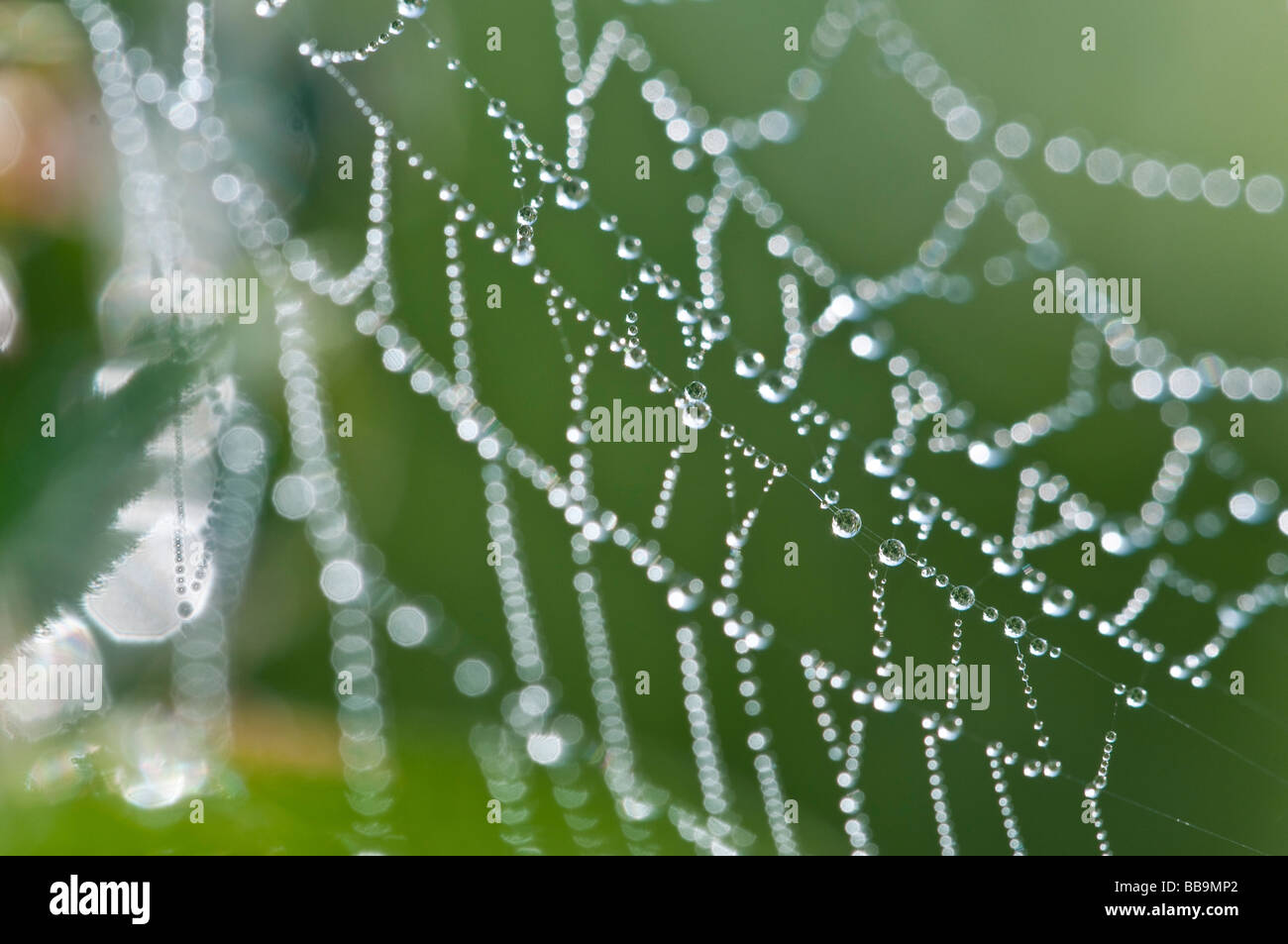 Dew drops of a spider s web Stock Photo - Alamy