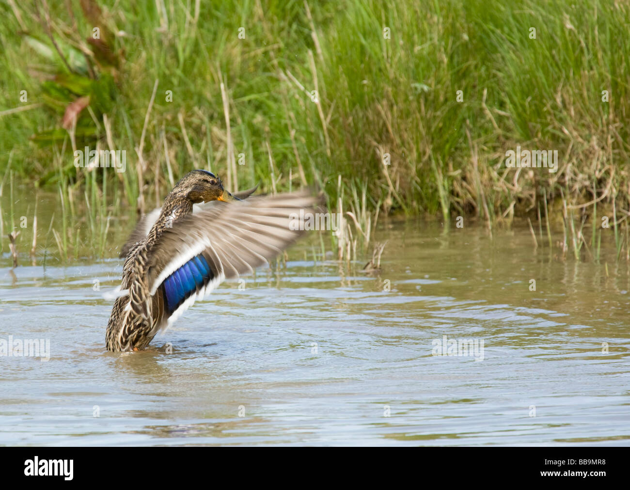 Duck shaking water off after bathing Stock Photo - Alamy