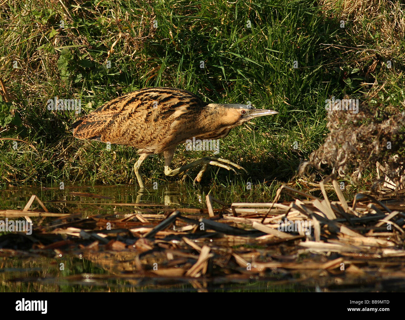 Rare bittern botaurus stellaris hunting hi-res stock photography and ...