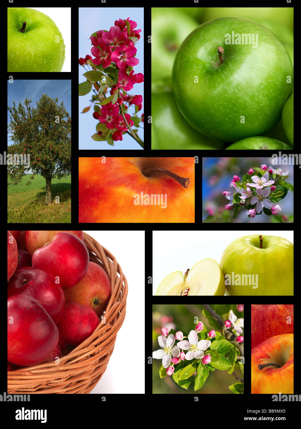 Apples. Collage of photos flowering branches of apple, close-up apples ...
