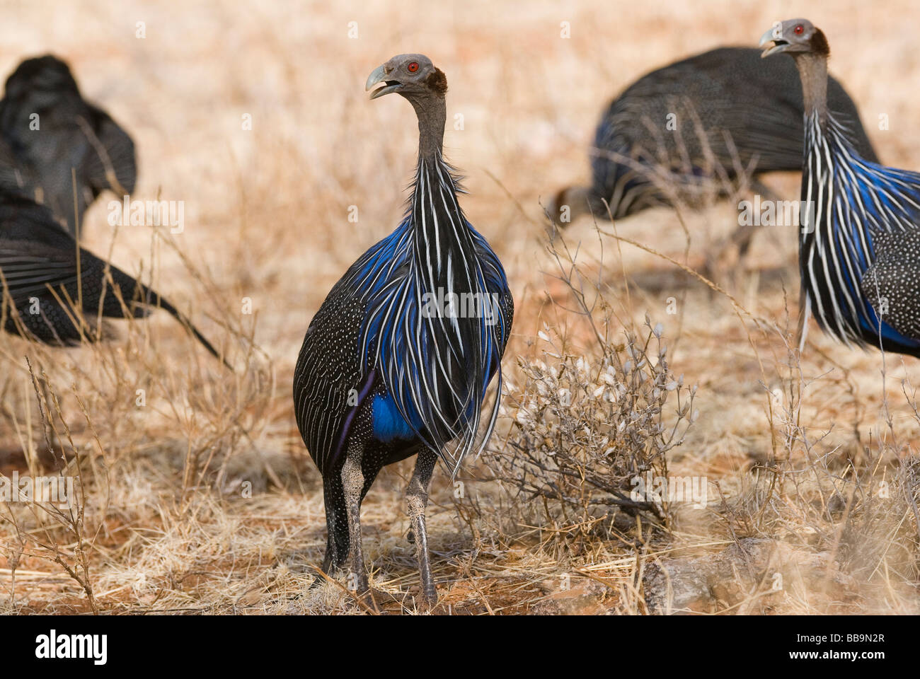 Vulturine Guineafowl Acryllium vulturinum SAMBURU NATIONAL RESERVE ...