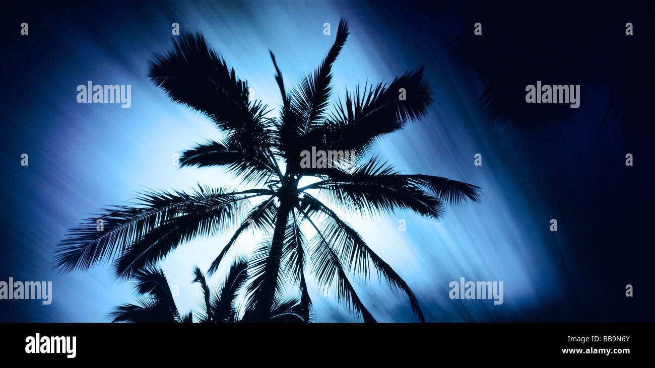 Tropical cyclone palm hi-res stock photography and images - Alamy