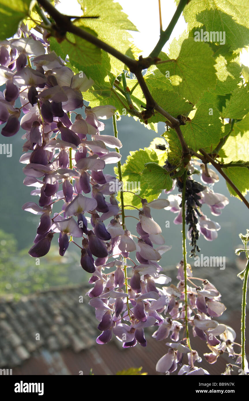 Spring Wisteria in full flower in a garden in the The Mountain Village ...