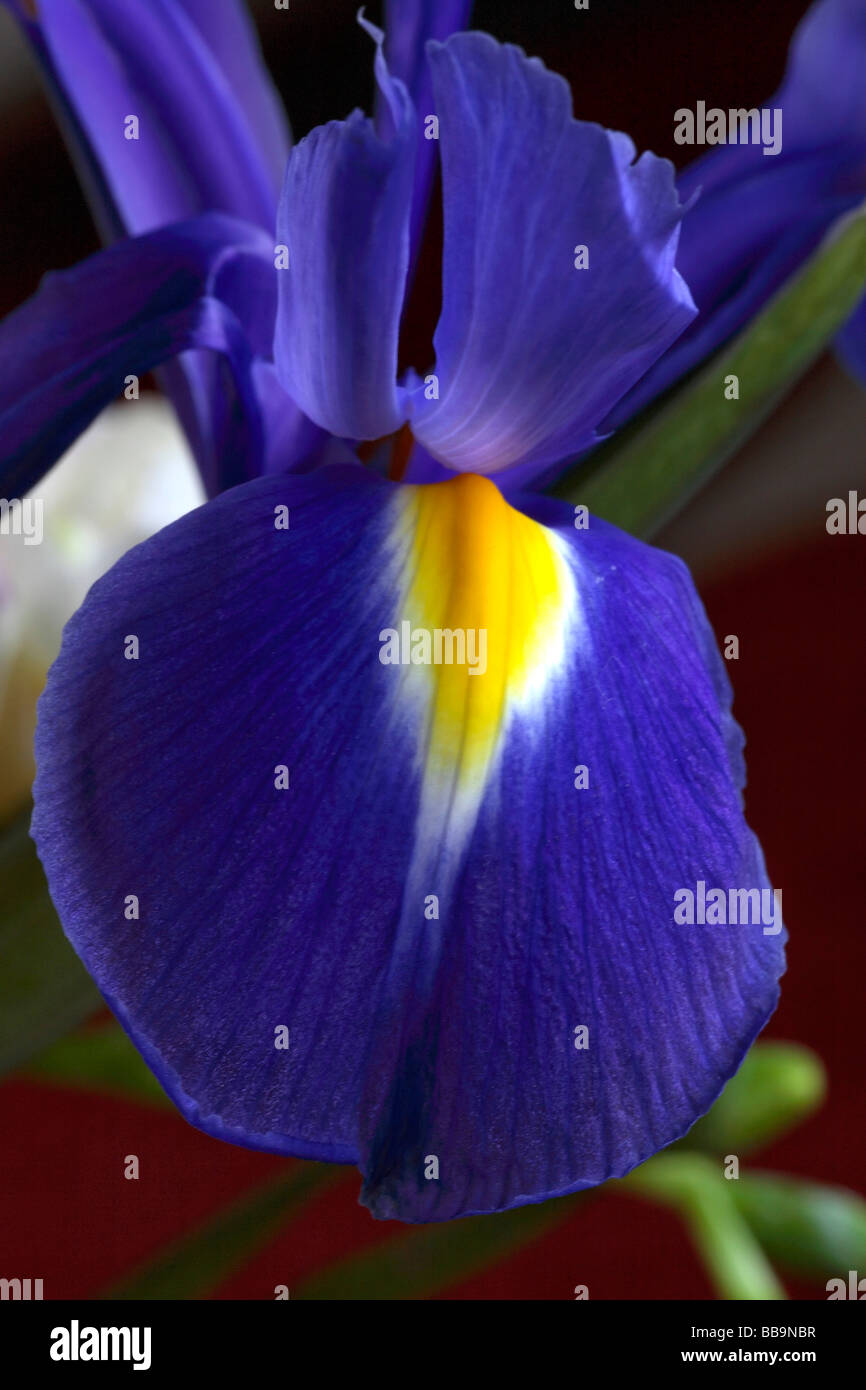 Blue Iris Cultivated Garden Flower Stock Photo - Alamy