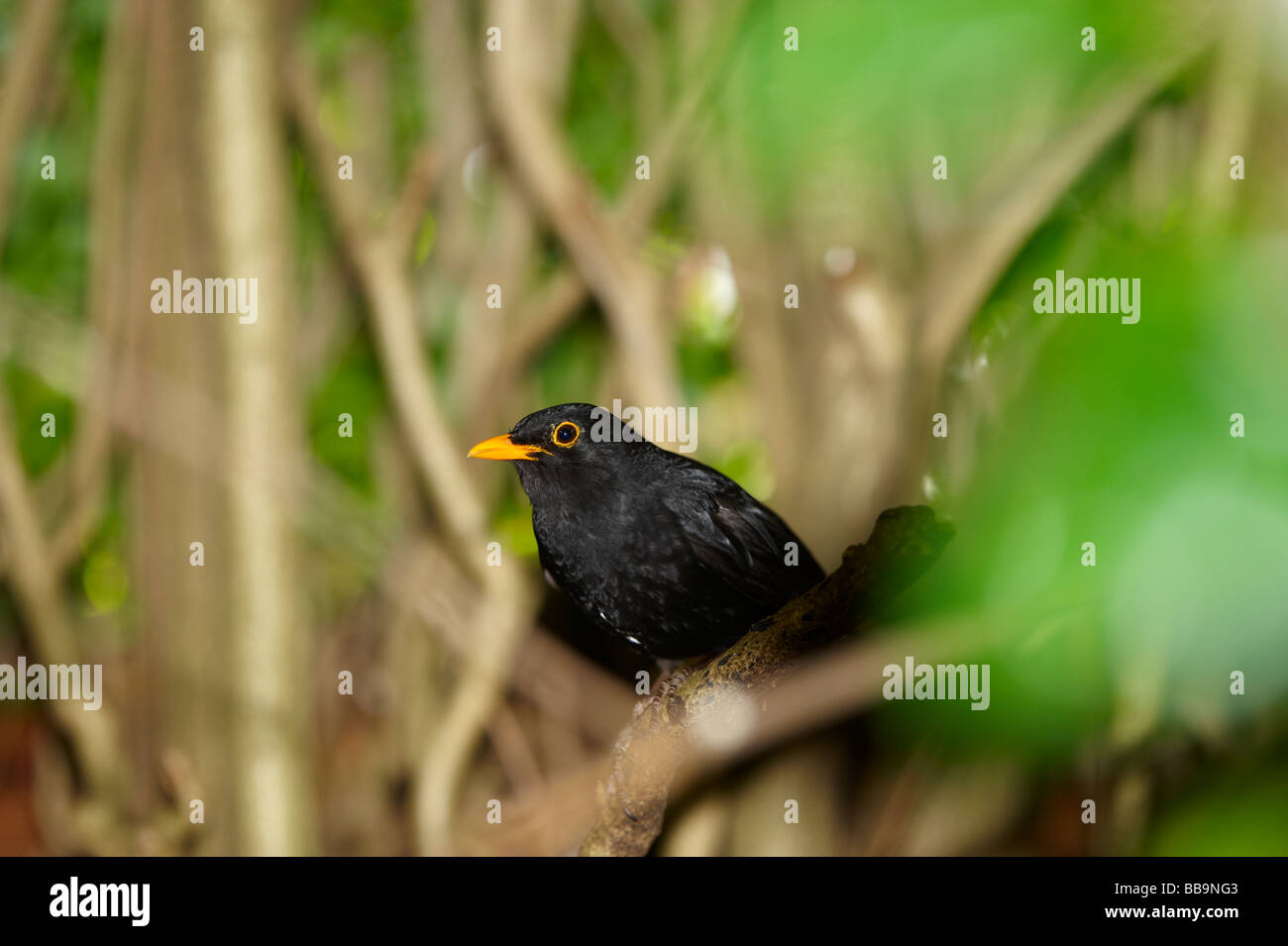 Male Blackbird in garden Stock Photo - Alamy