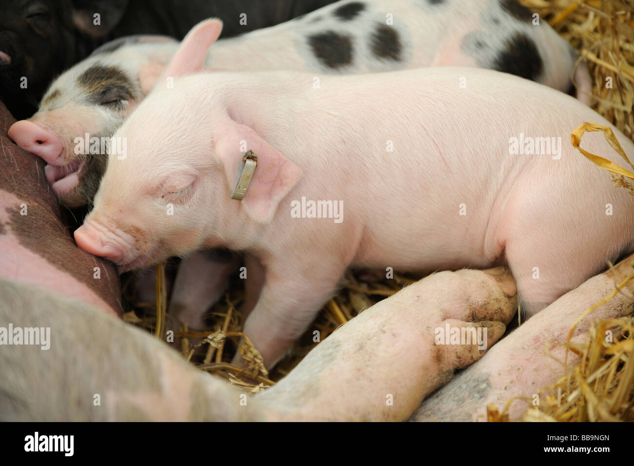 Young Duroc piglets on a Sussex farm in the UK. Picture by Jim Holden ...