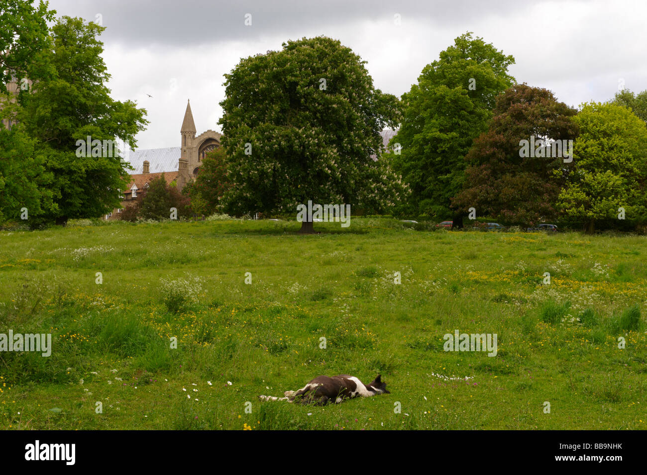 Ely Cathedral Cambridge Stock Photo - Alamy