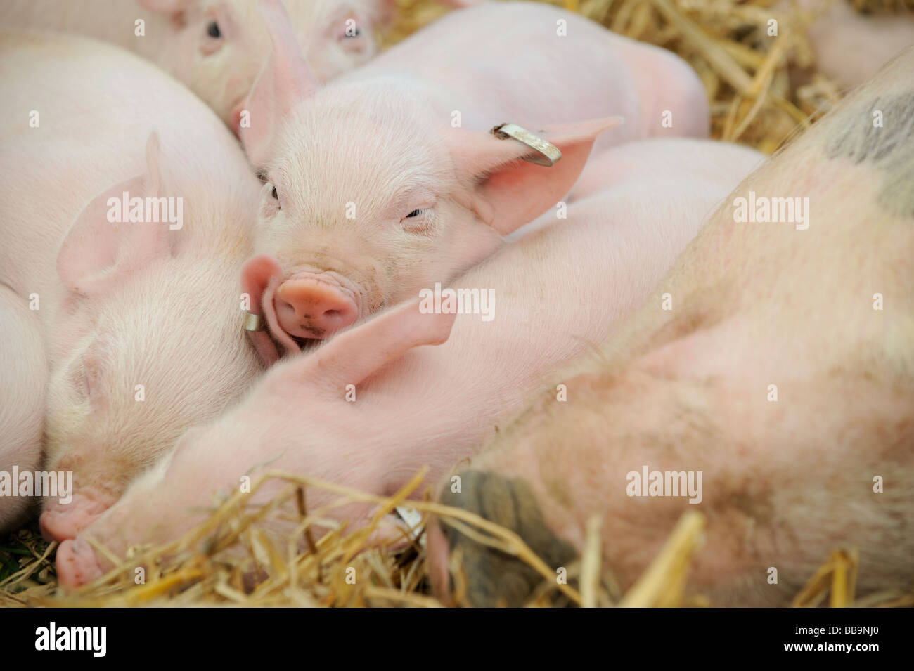 Young Duroc piglets on a Sussex farm in the UK. Picture by Jim Holden ...