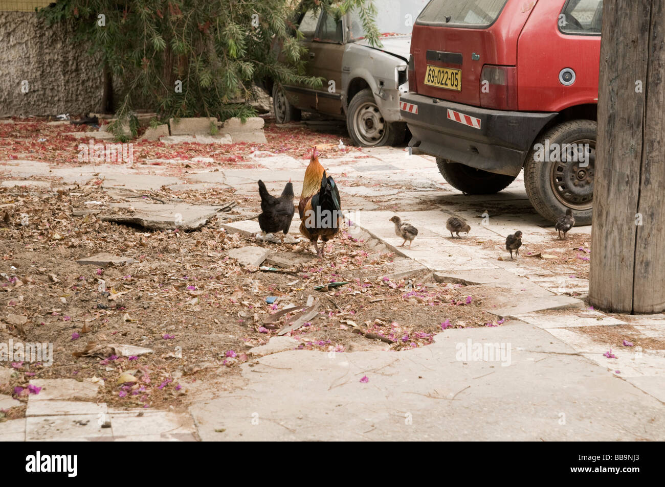 Free roaming hi-res stock photography and images - Alamy