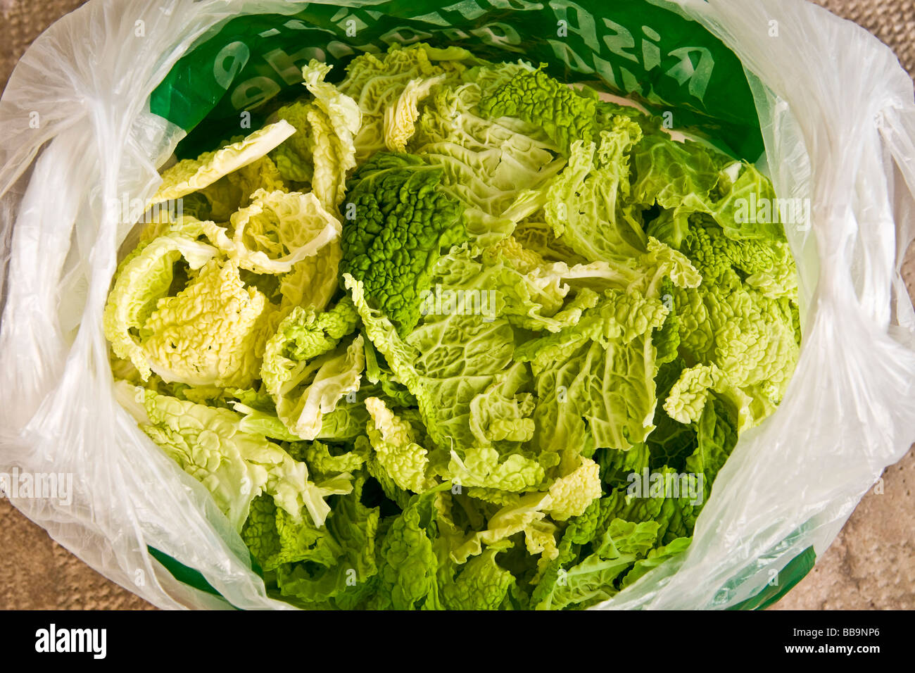 Savoy cabbage for Caseoula lombard cuisine Stock Photo - Alamy