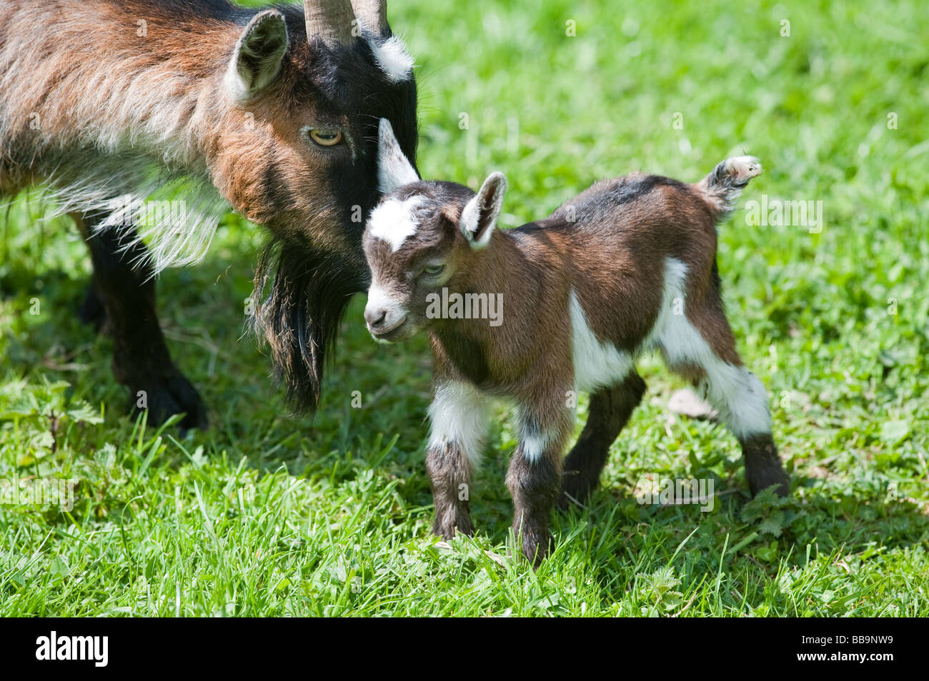 3 day old Pygmy Goat Kid with mother Stock Photo - Alamy