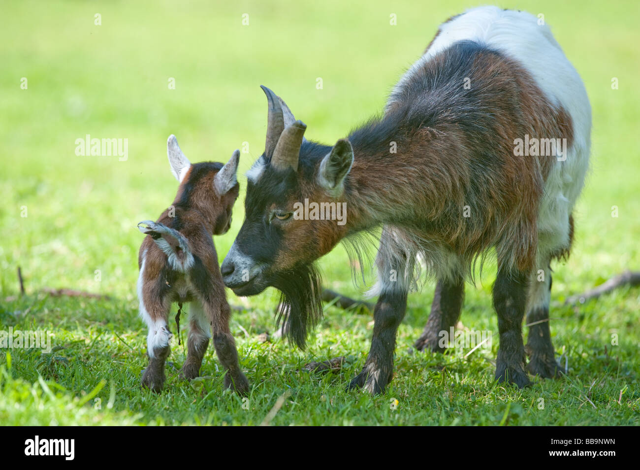 3 day old Pygmy Goat Kid with mother Stock Photo - Alamy
