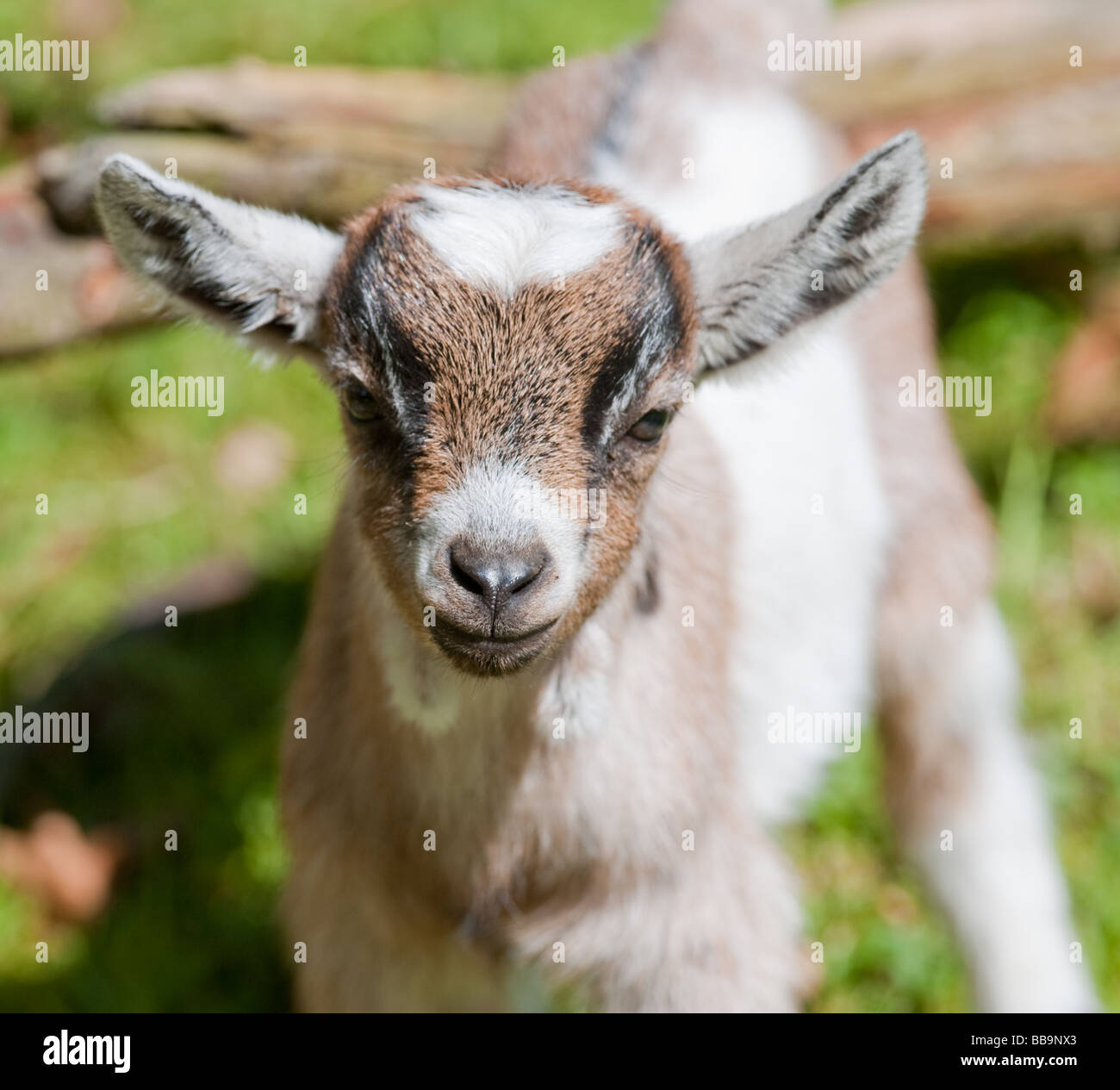 Goat Kid High Resolution Stock Photography and Images - Alamy