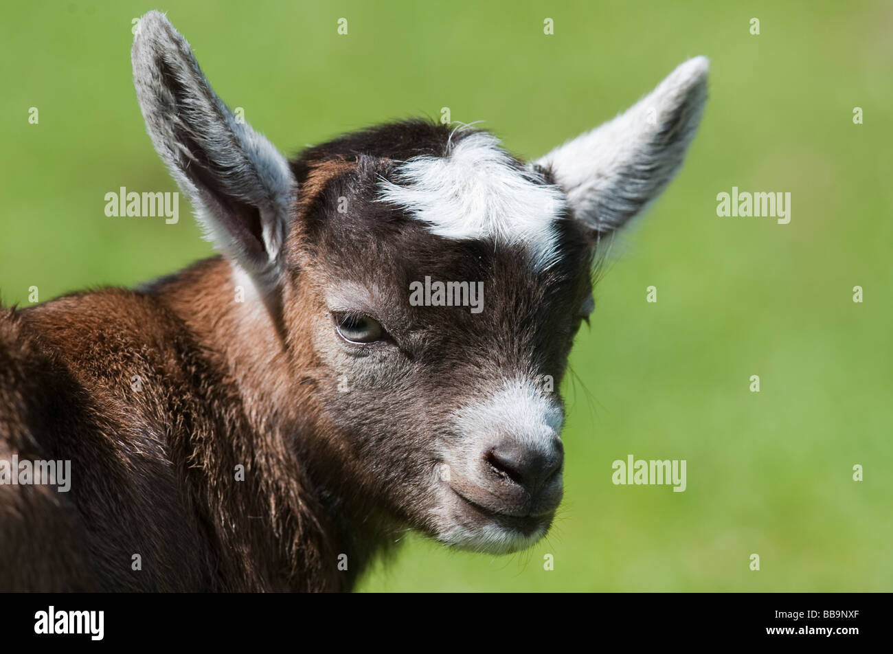 3 day old Pygmy Goat Kid Stock Photo - Alamy