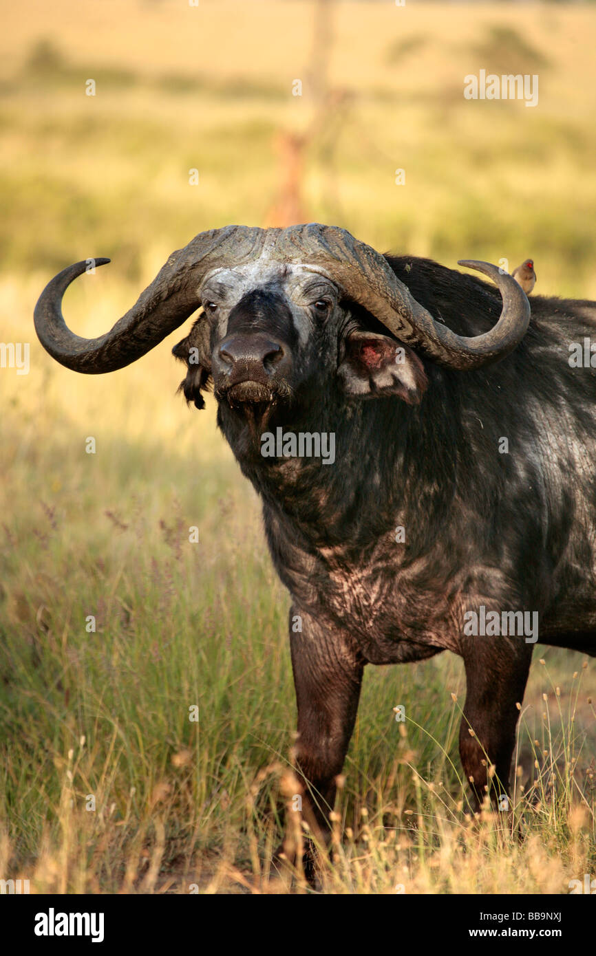 Male buffalo male african buffalo hi-res stock photography and images ...