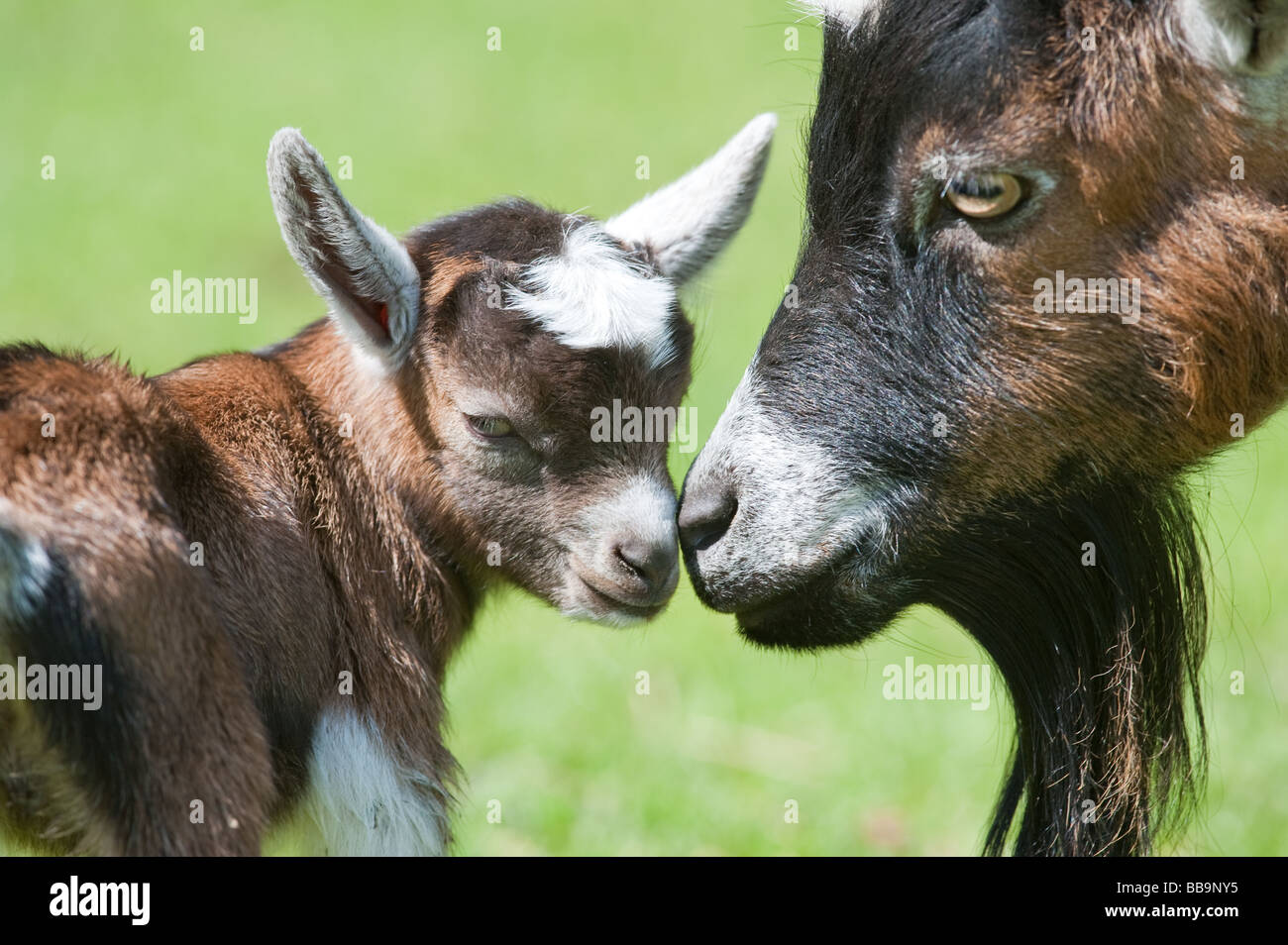 3 day old Pygmy Goat Kid with mother Stock Photo - Alamy