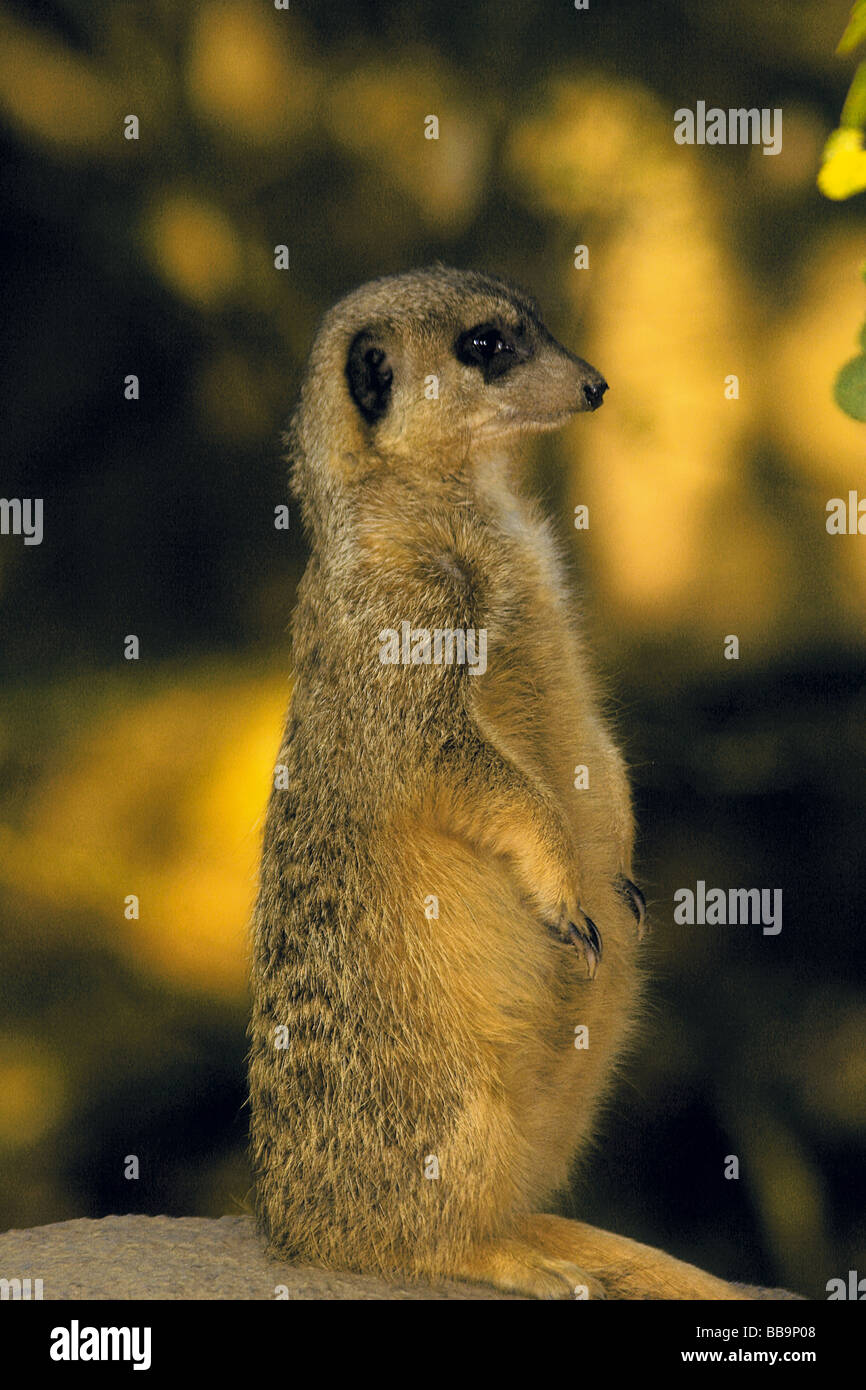 Suricata suricatta Stock Photo - Alamy