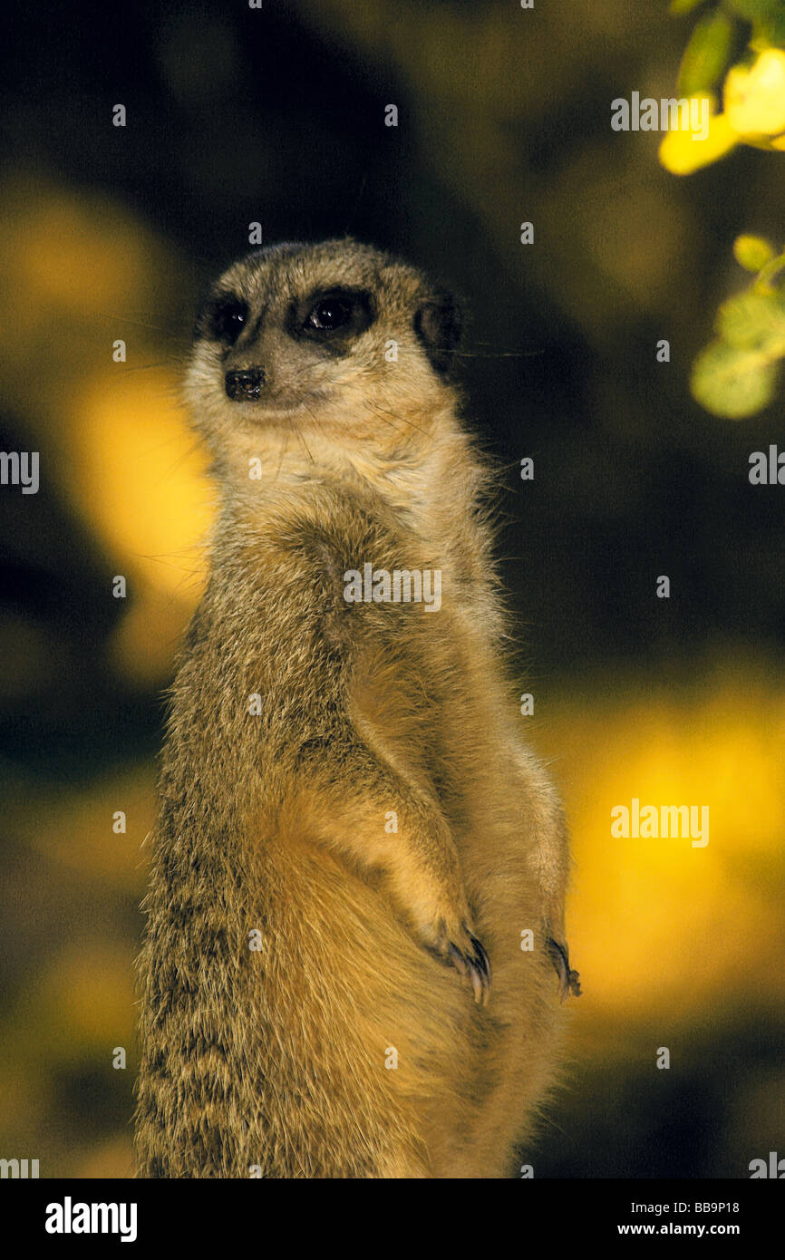 Suricat group hi-res stock photography and images - Alamy