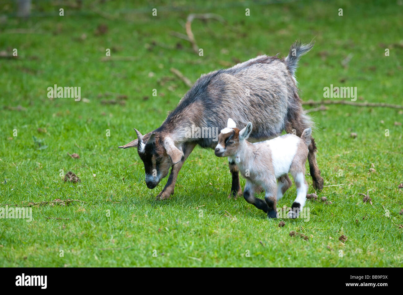 3 day old Pygmy Goat Kid with mother Stock Photo - Alamy