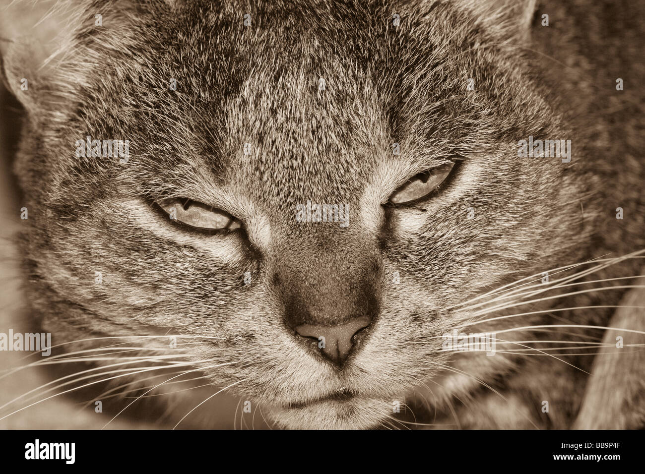 A cat named PUSCHEL Stock Photo - Alamy