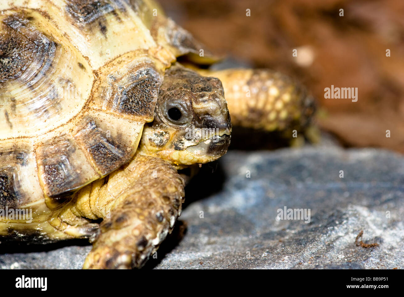 Aphibian hi-res stock photography and images - Alamy